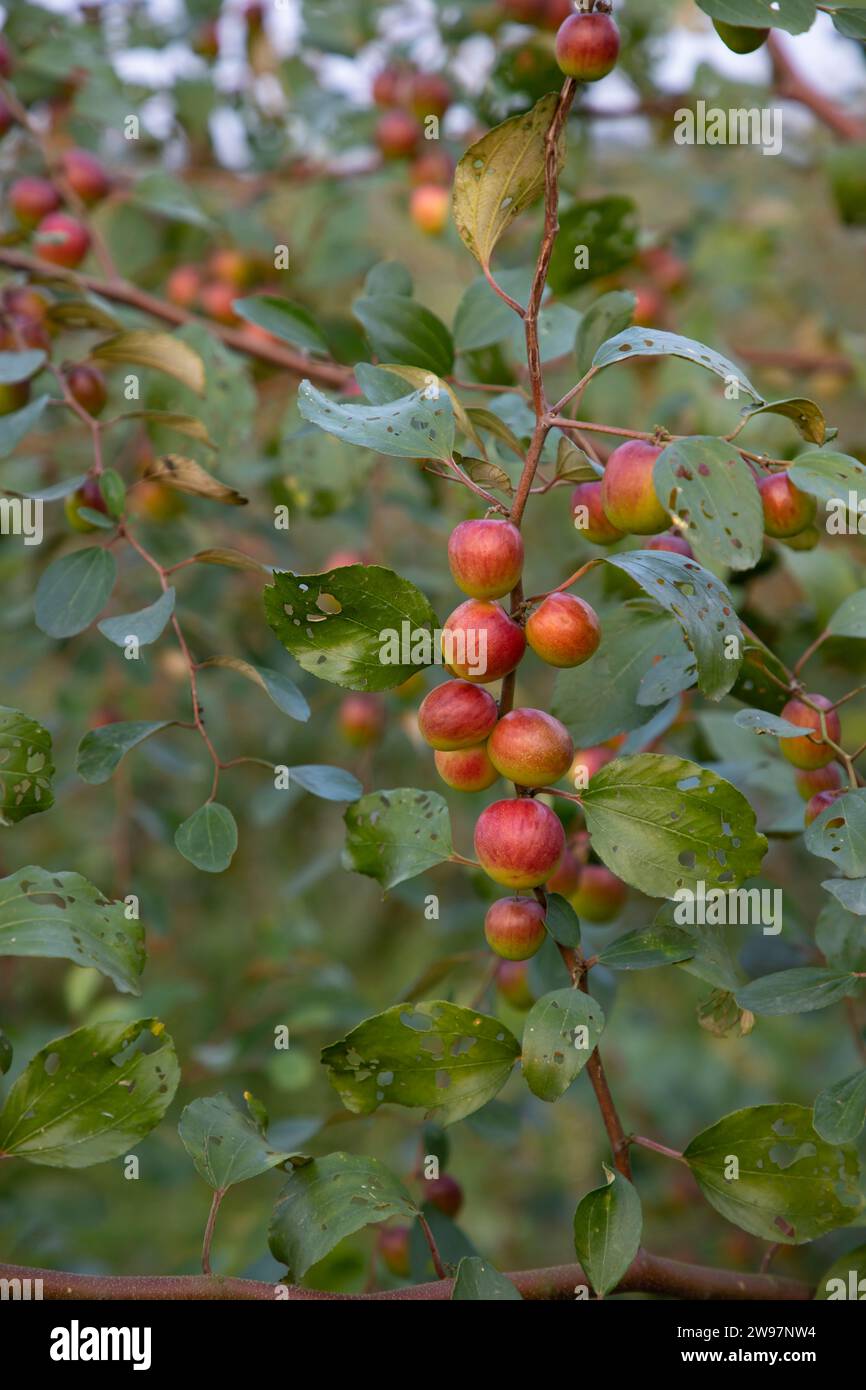 Fruit tree with unripe Red jujube fruits or apple kul boroi in the ...