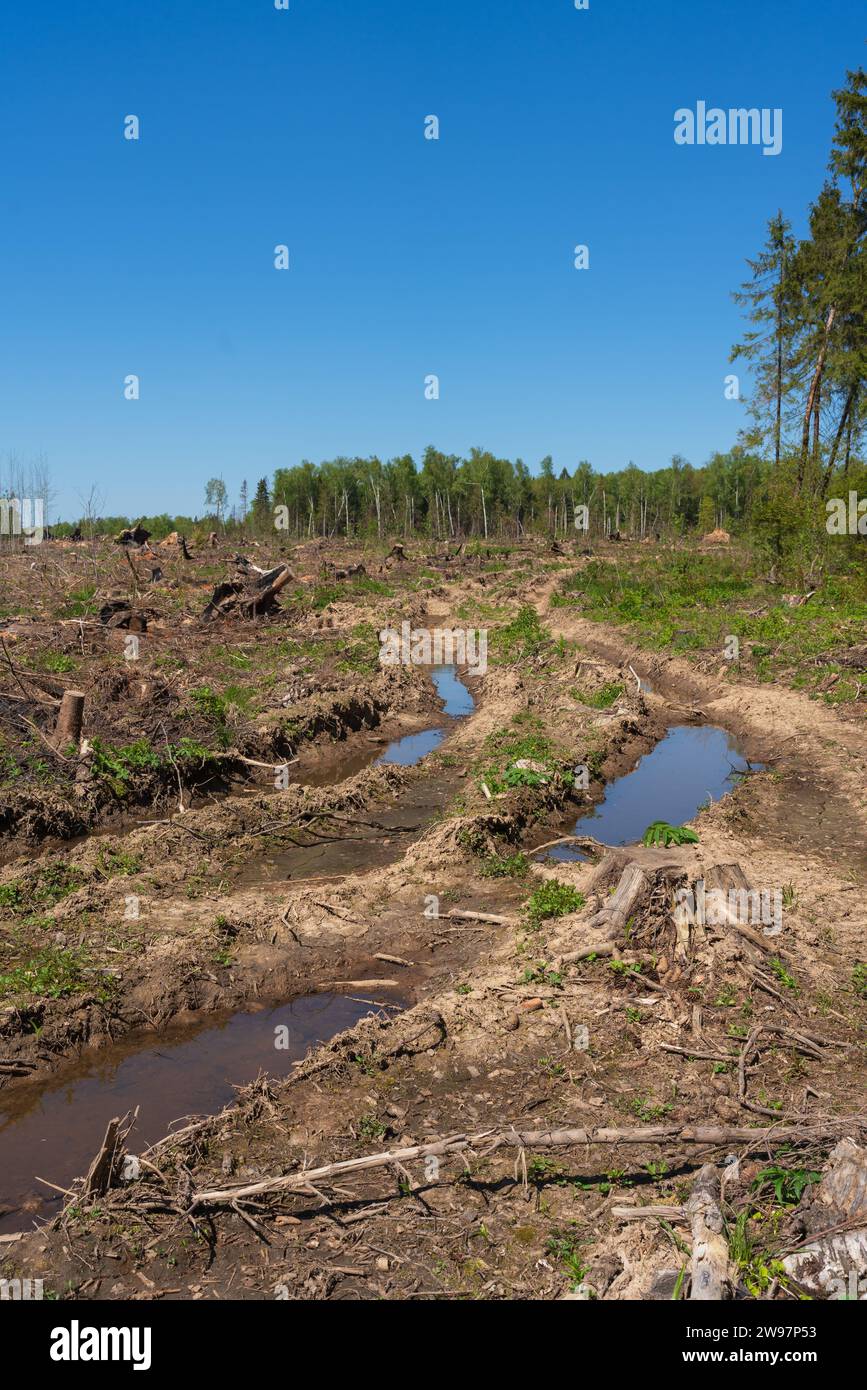 the disappearance of forests Stock Photo - Alamy
