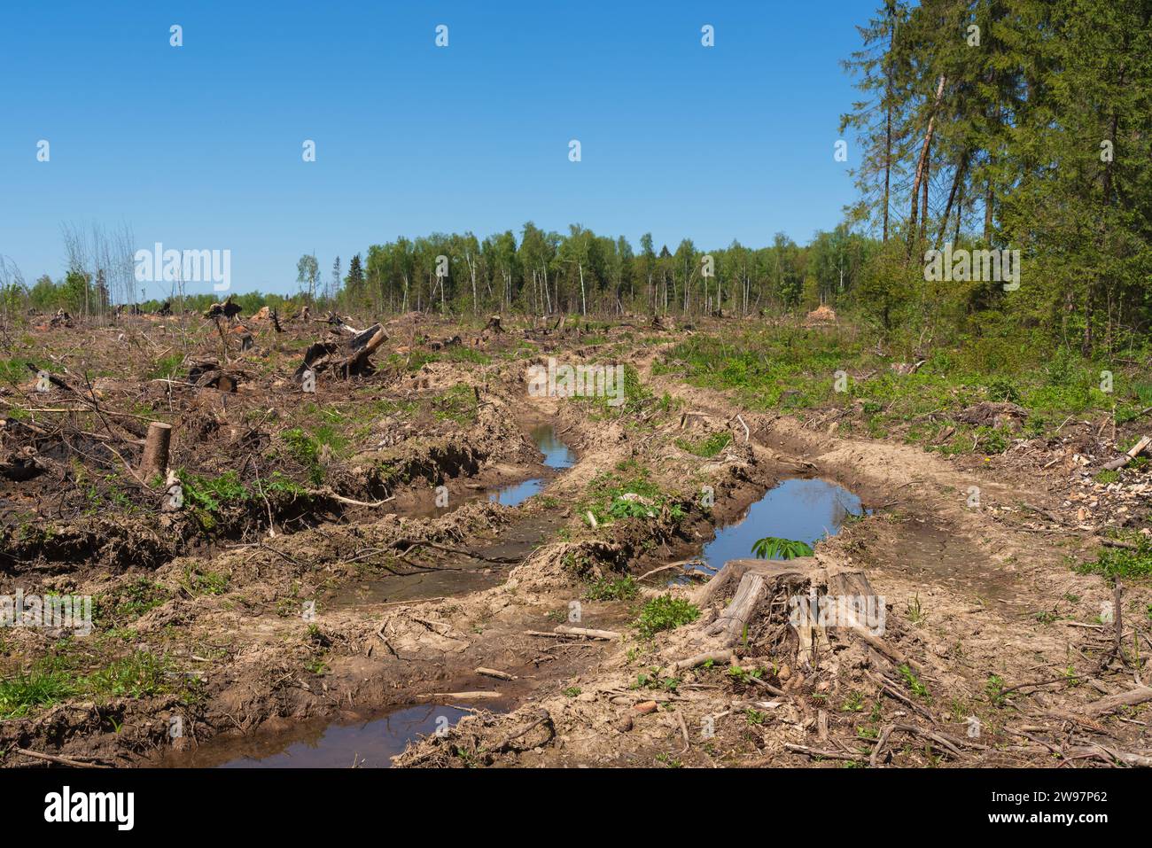 Destroy destruction forest forests wood hi-res stock photography and ...