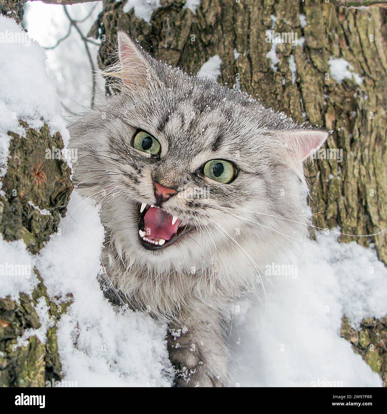 Outdoor cat activity hi-res stock photography and images - Alamy