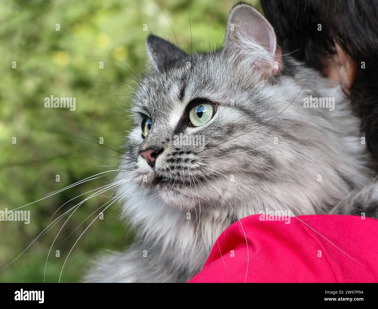 Adorable domestic fluffy grey cat with long whiskers on woman's hands ...