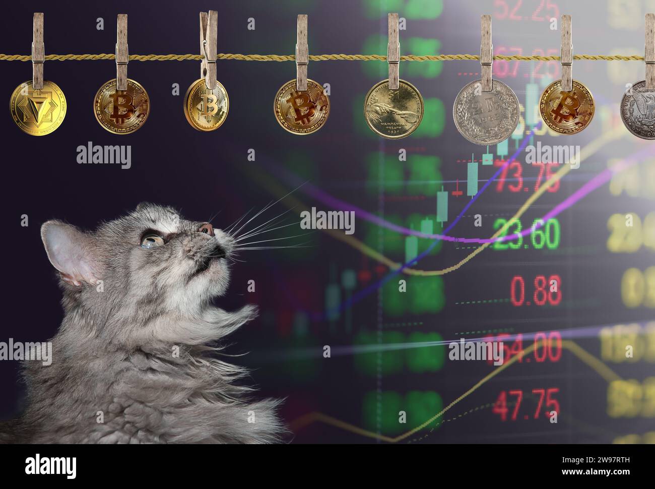 Adorable domestic fluffy grey cat with long whiskers looking at ...