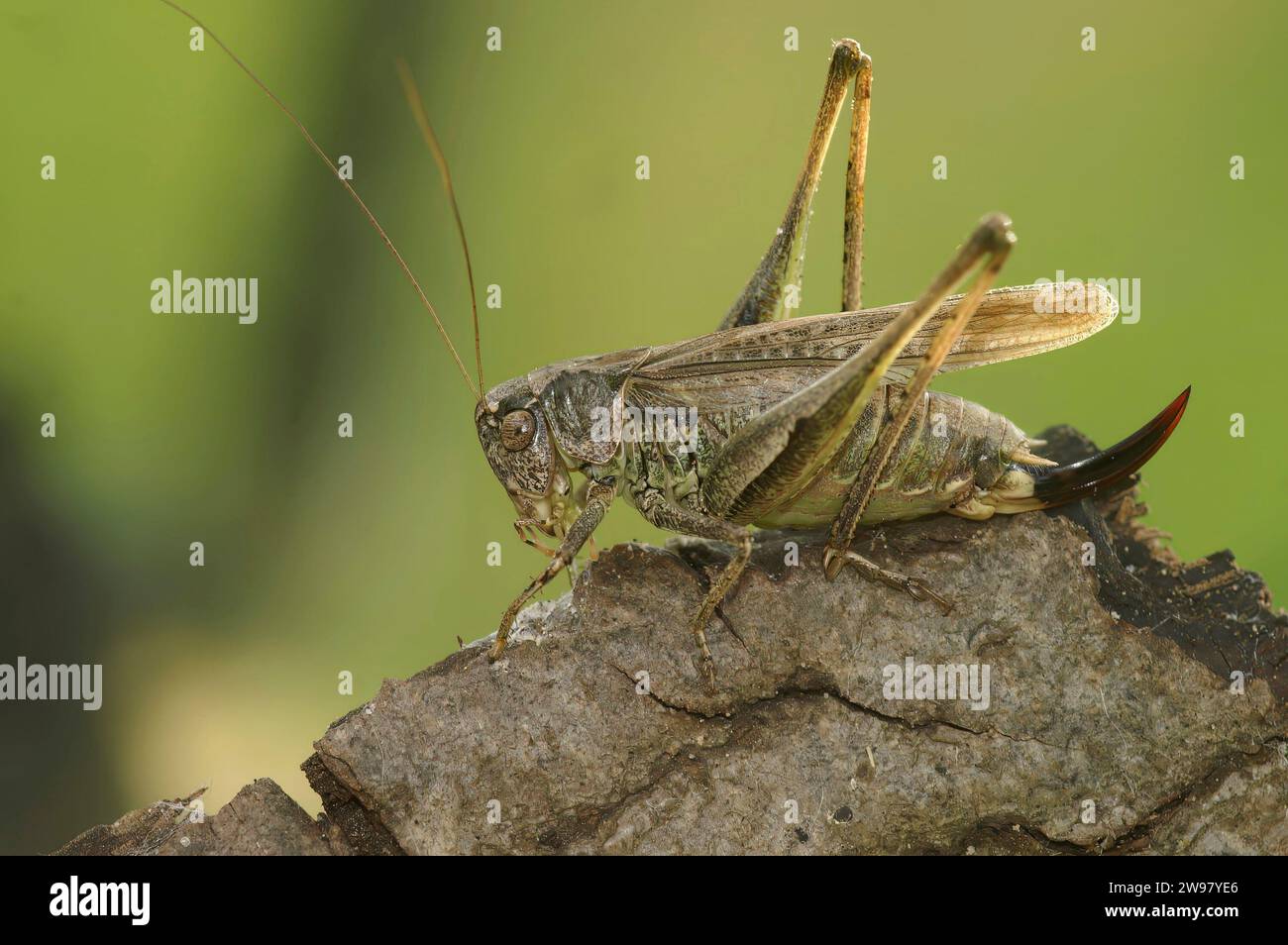 Natural closeup on the rare aand endangered Grey Bush-cricket ...