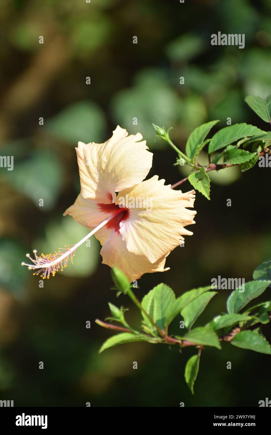 Chandan hibiscus hi-res stock photography and images - Alamy
