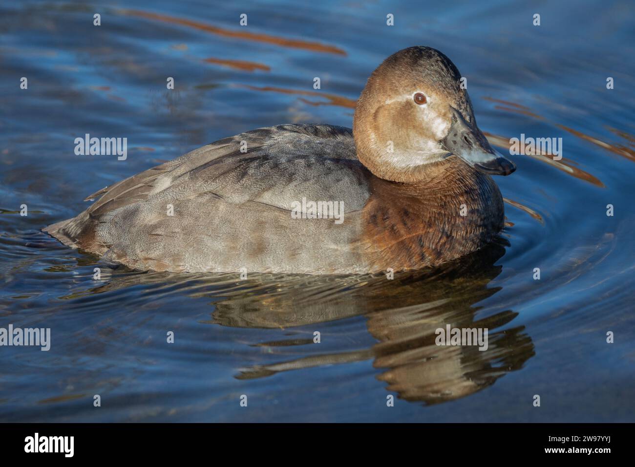 Common pochard image hi-res stock photography and images - Alamy