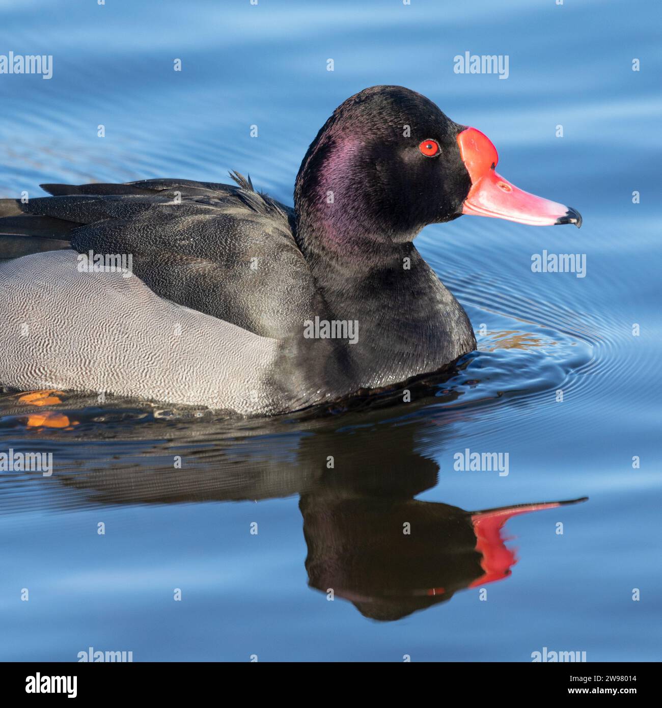 A close up half length portrait of a rosy-billed pochard with ...
