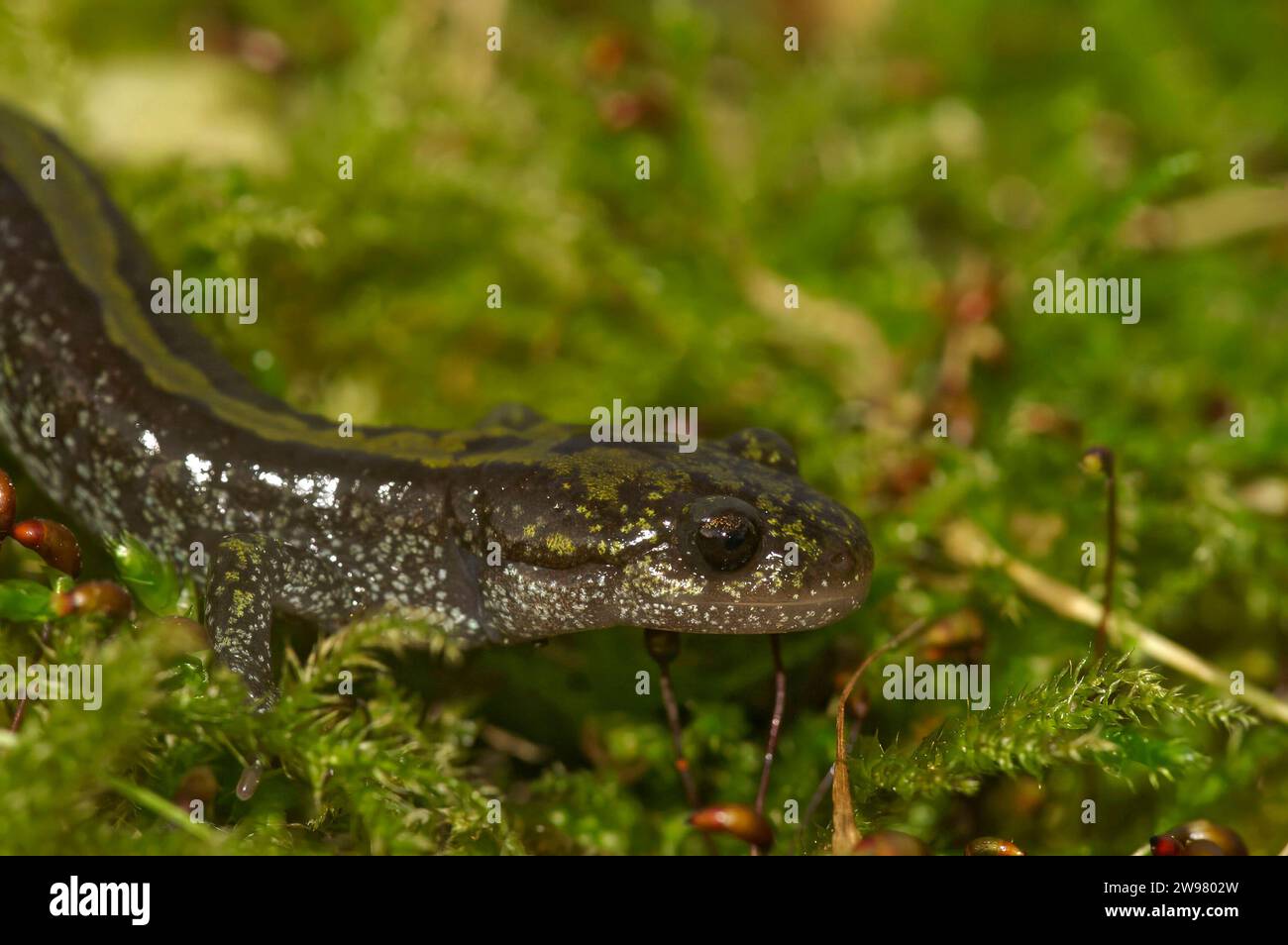 Natural closeup on an adult male longtoed salamander, Ambystoma ...