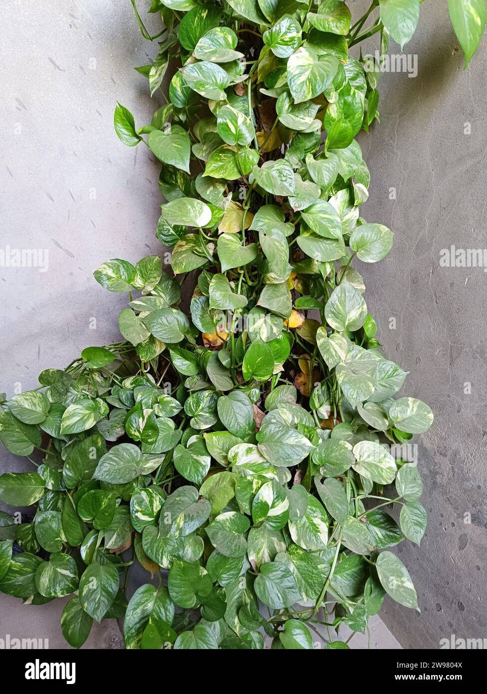 The lush green ivy arum against a grey backdrop. Epipremnum aureum ...