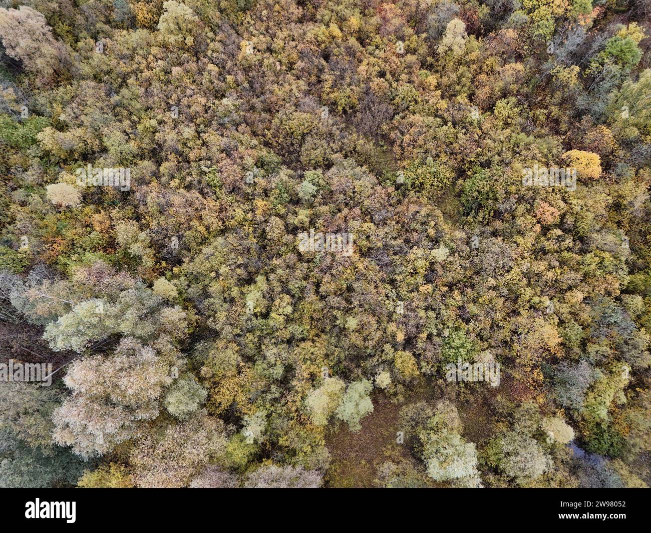 An aerial view of a vast expanse of trees, seen from a high vantage ...