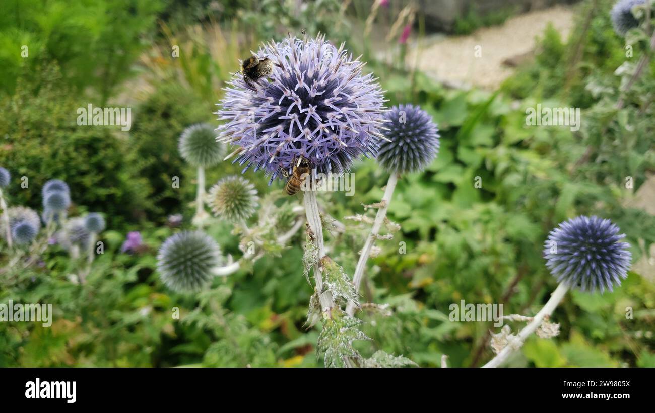 Bees collecting pollen from purple Echinops setifer Stock Photo - Alamy