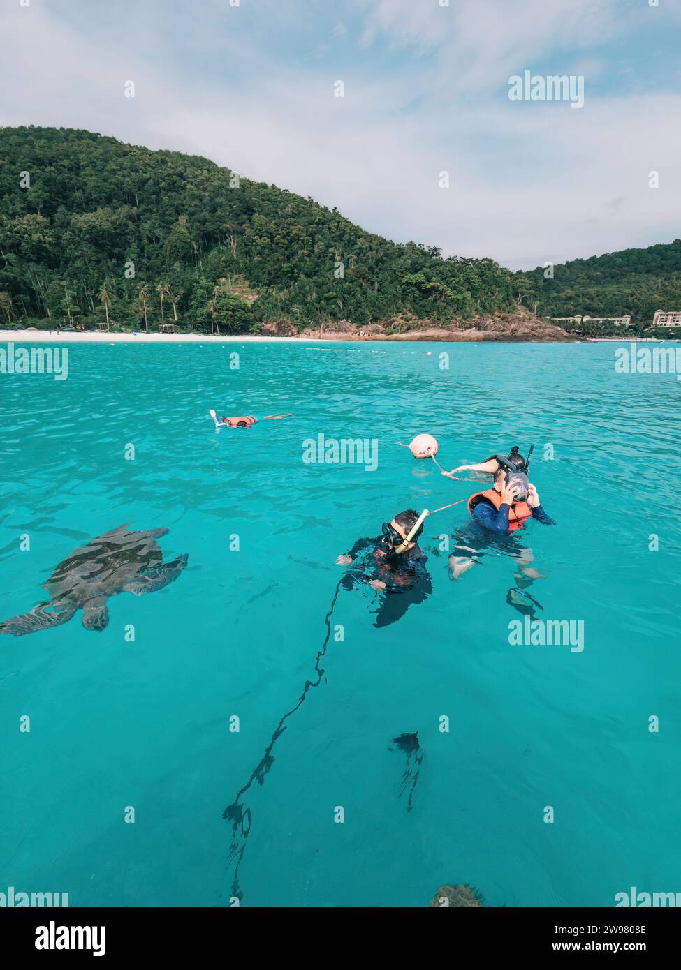 Group of tourists are snorkeling together with the turtles in Pulau ...