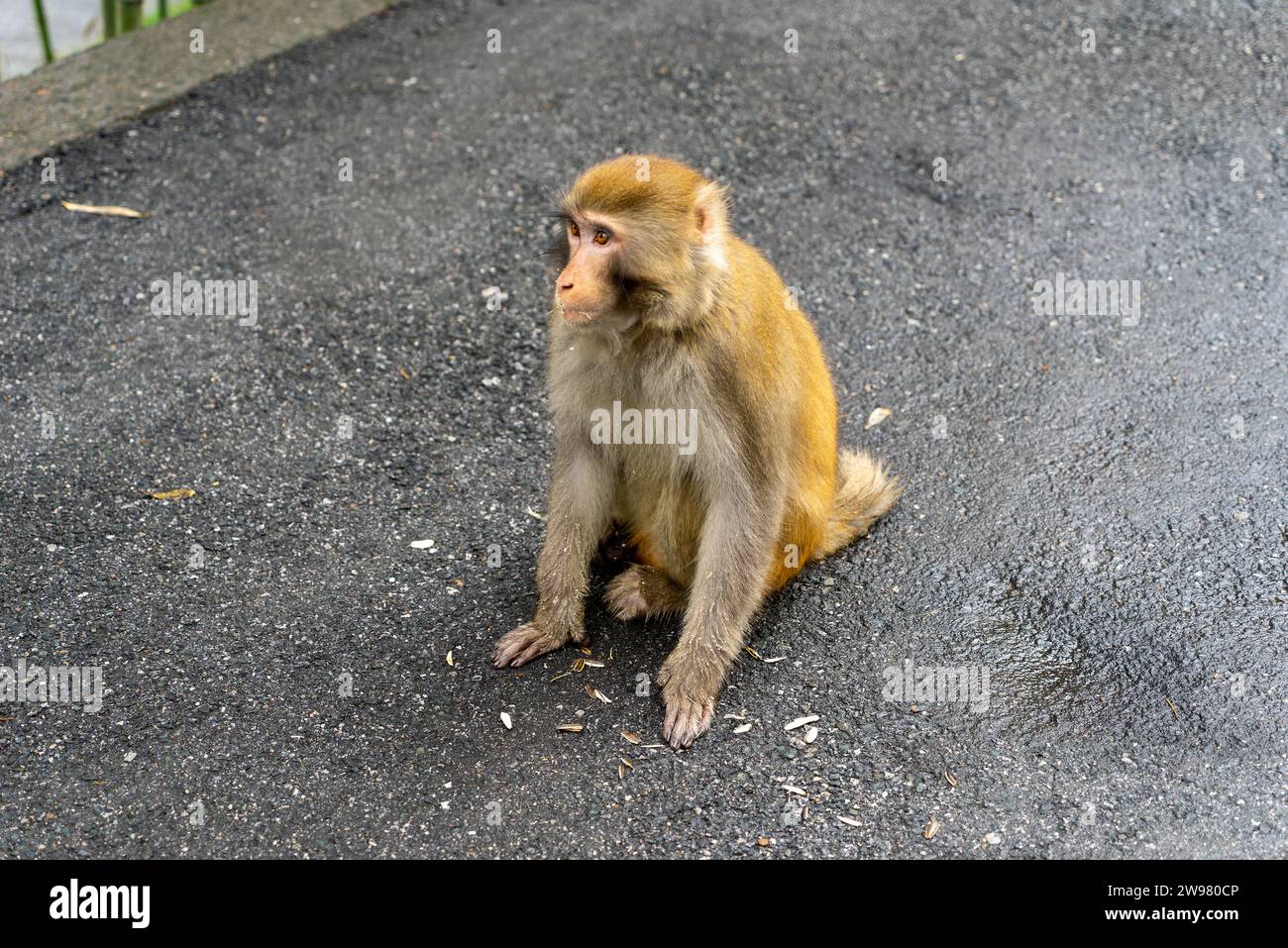 A lone golden-haired monkey sits on the ground in the peaceful ...