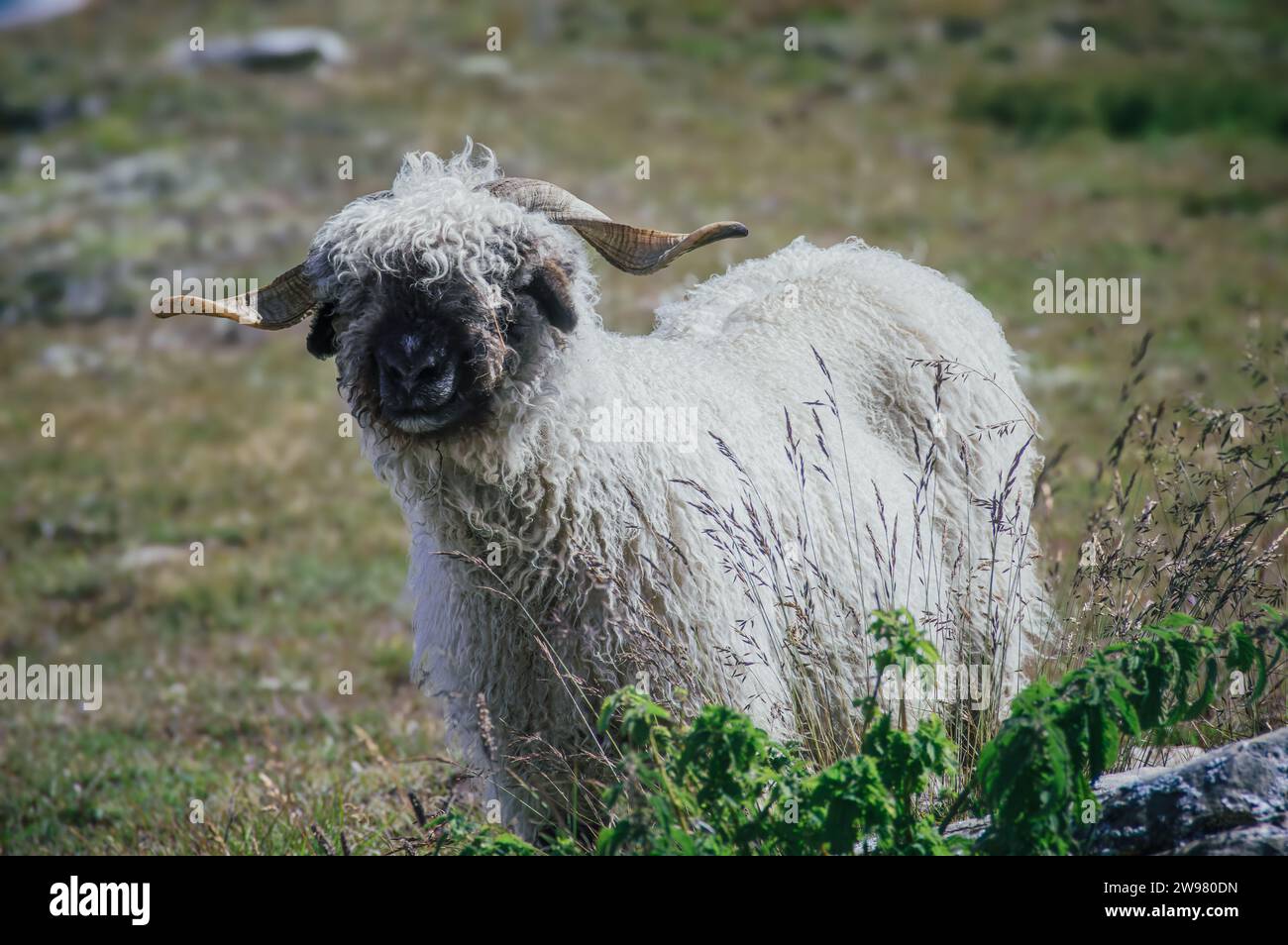 Valais blacknose sheep hi-res stock photography and images - Alamy