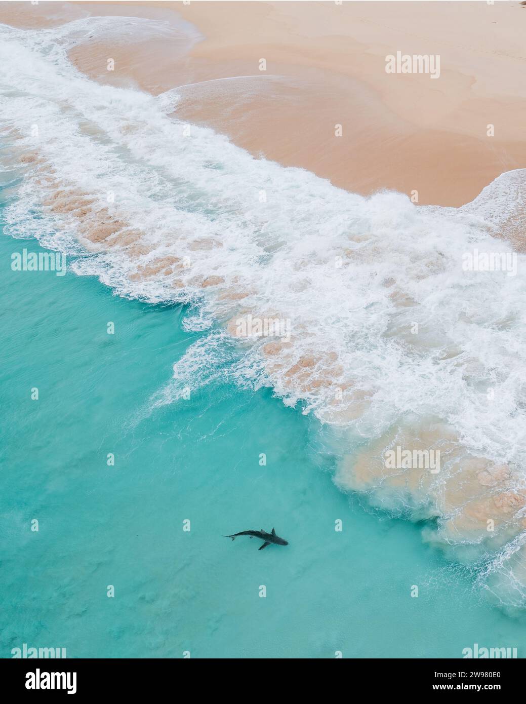An aerial view of a dolphin swimming near the shoreline Stock Photo - Alamy