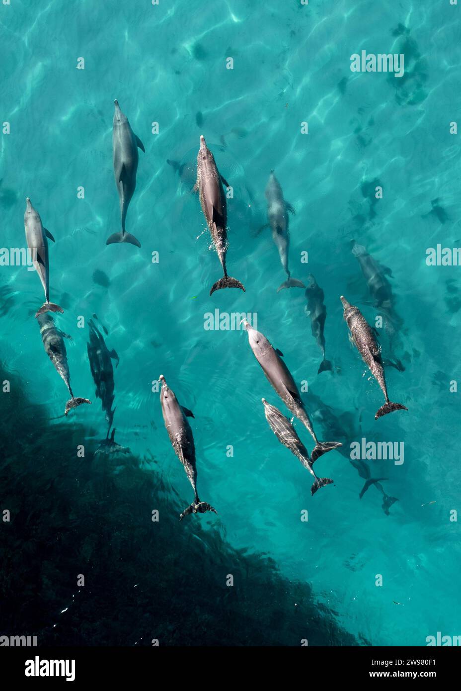 An aerial view of a group of dolphins swimming in the ocean Stock Photo ...