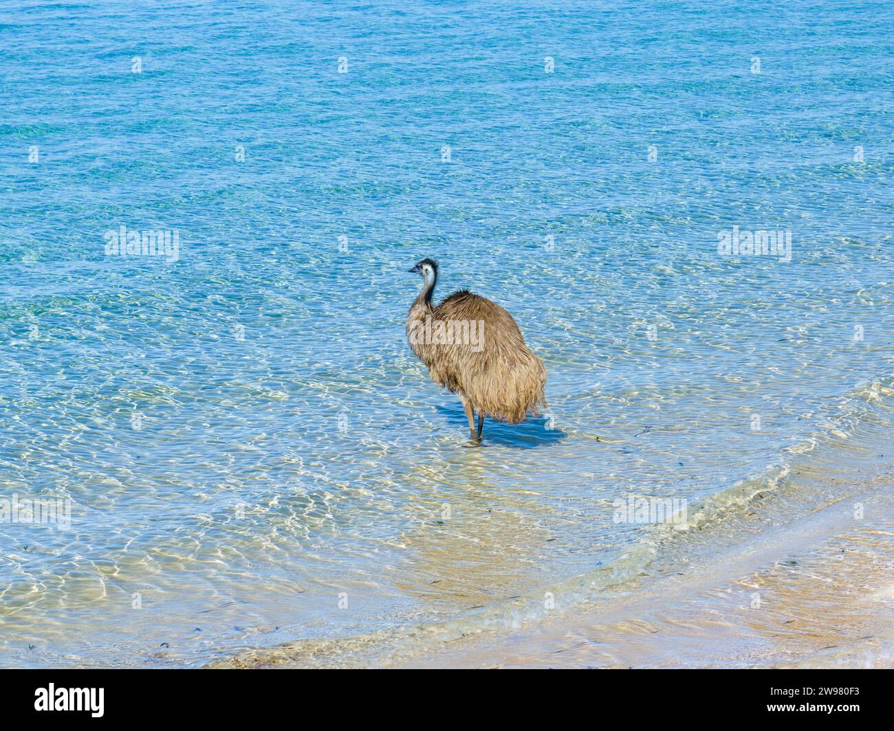 An emu standing in the ocean in Shark Bay, Western Australia Stock ...