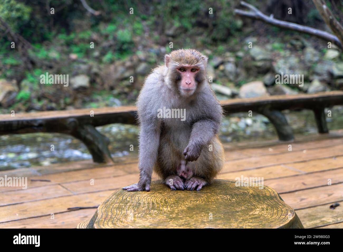 Golden haired hi-res stock photography and images - Alamy