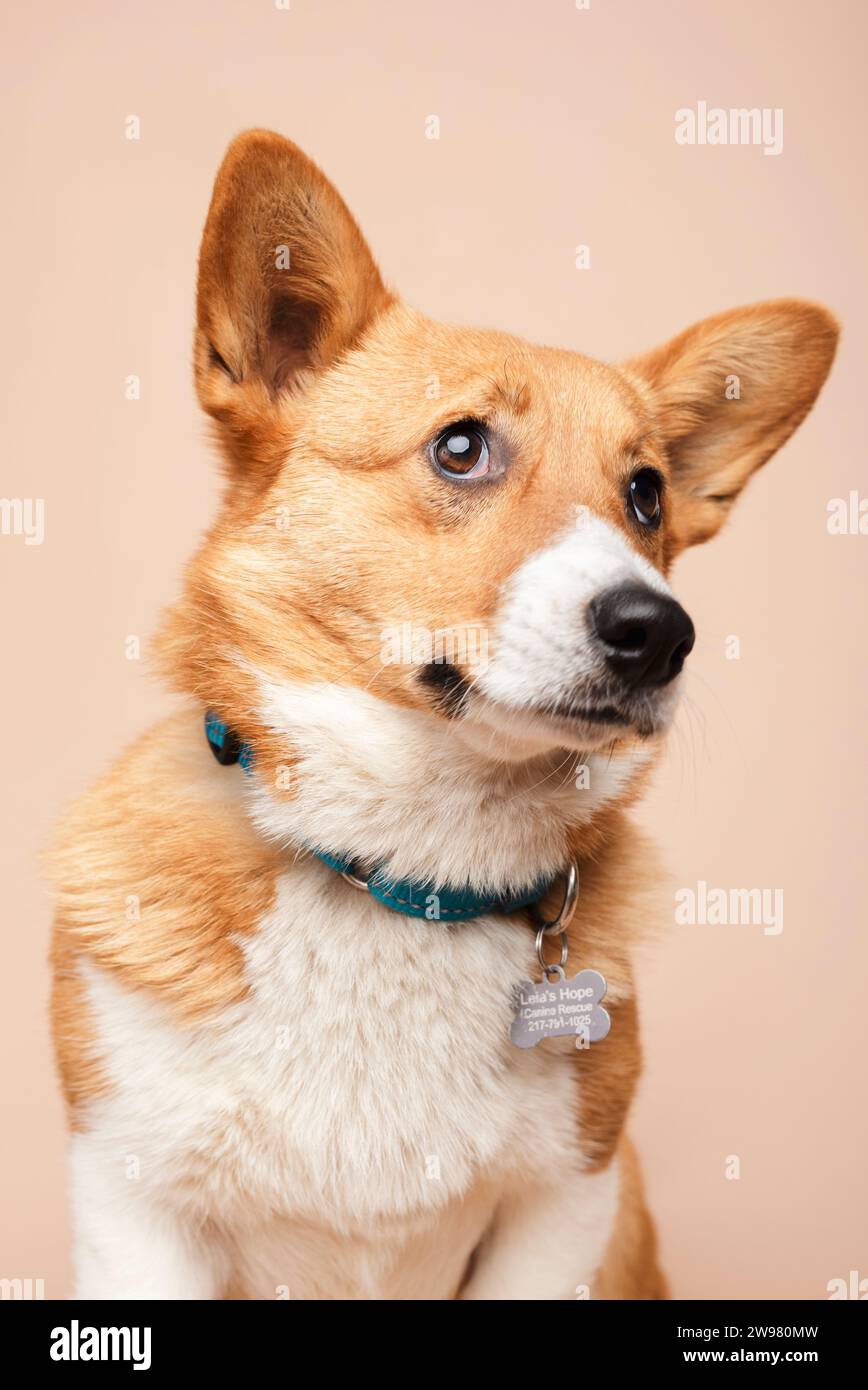 Close-up image of a corgi wearing a blue collar, looking upwards with a ...