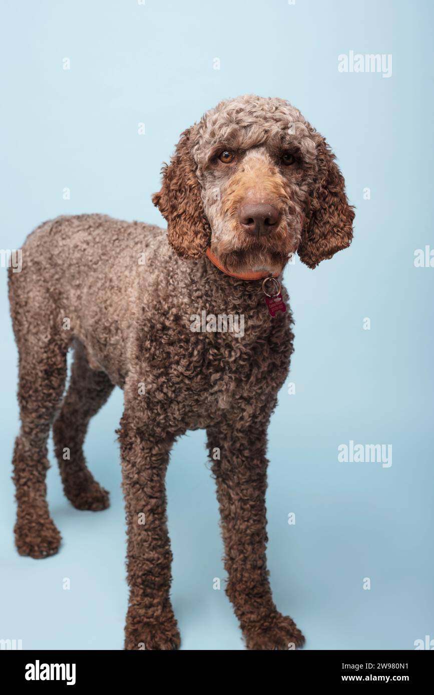 An adorable brown-colored Labradoodle standing atop a blue-colored ...