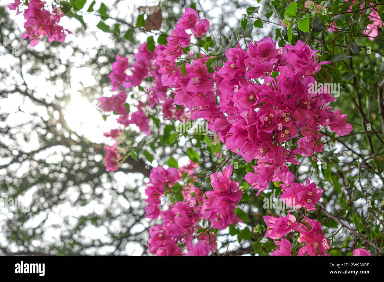 An aerial view of vibrant multicolored flowers in bloom against the ...