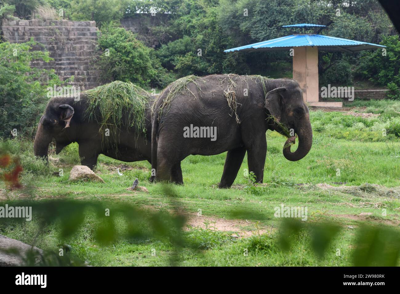 Two African elephants grazing on lush green grass in a natural outdoor ...