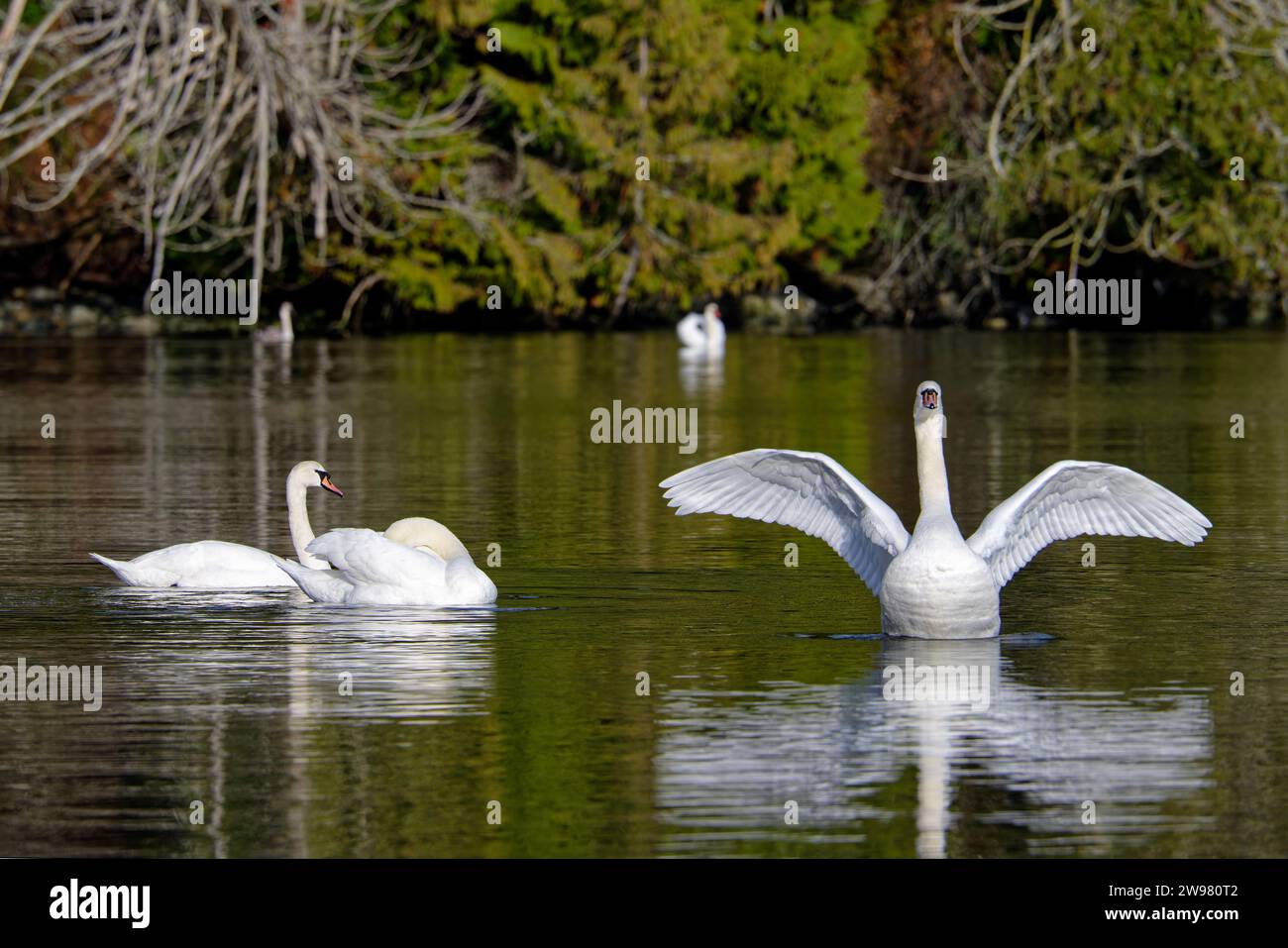 Three adult mute swans with one displaying its feathers, Fulford ...