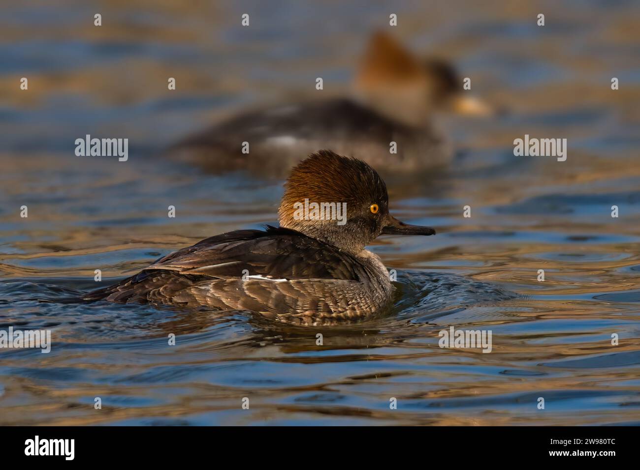 Aerial shot ducks pond hi-res stock photography and images - Alamy