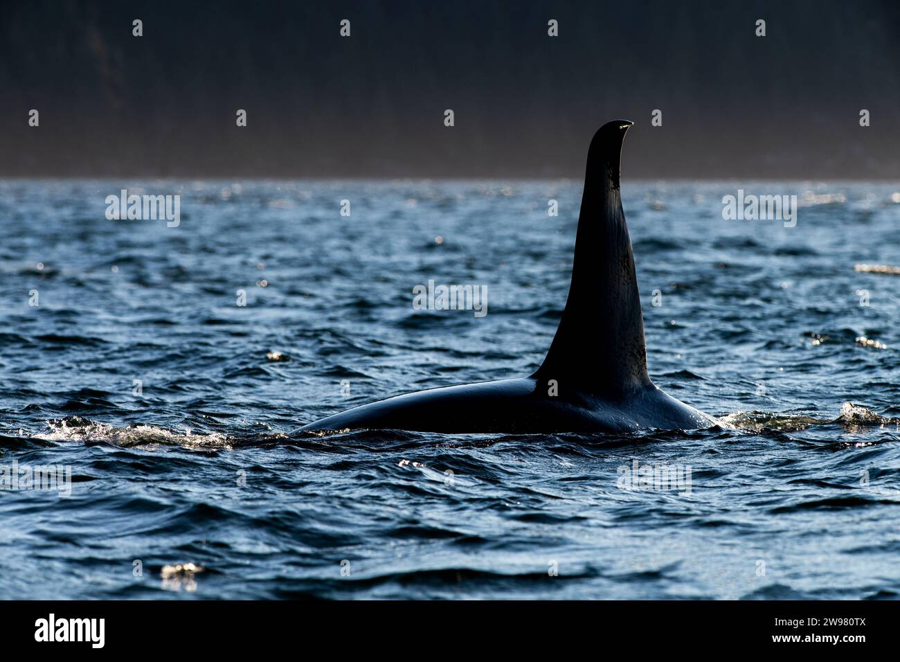 A large male orca whale dorsal fin, Northern Vancouver Island, BC ...