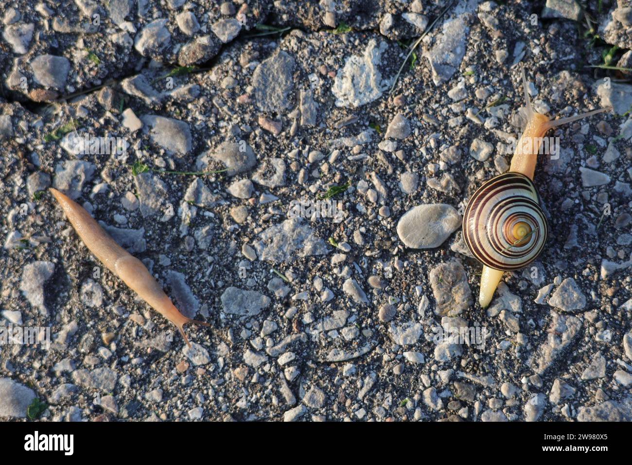An image of a slug and a snail crawling along a stony path at Lynde ...