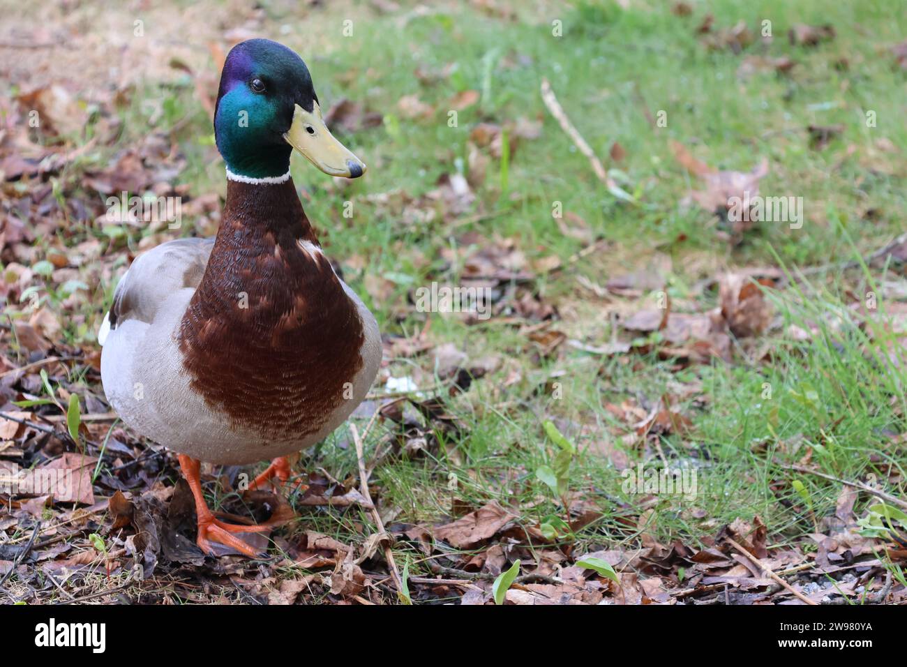 A cute male duck in close-up photo Stock Photo - Alamy