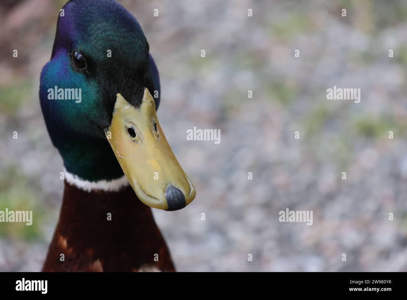 A cute male duck in close-up photo Stock Photo - Alamy