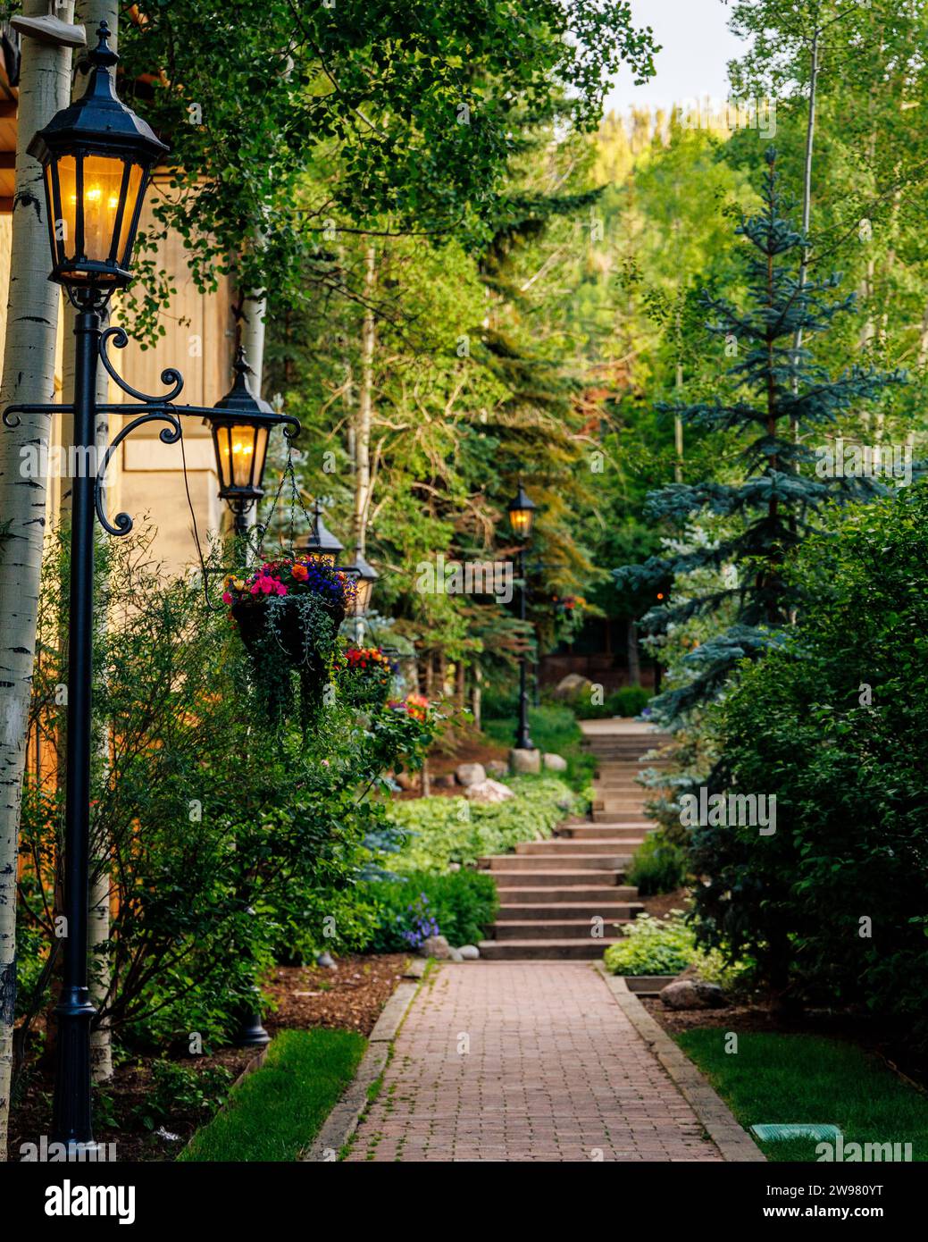 A tranquil pathway meandering through a lush forest of evergreens Stock ...