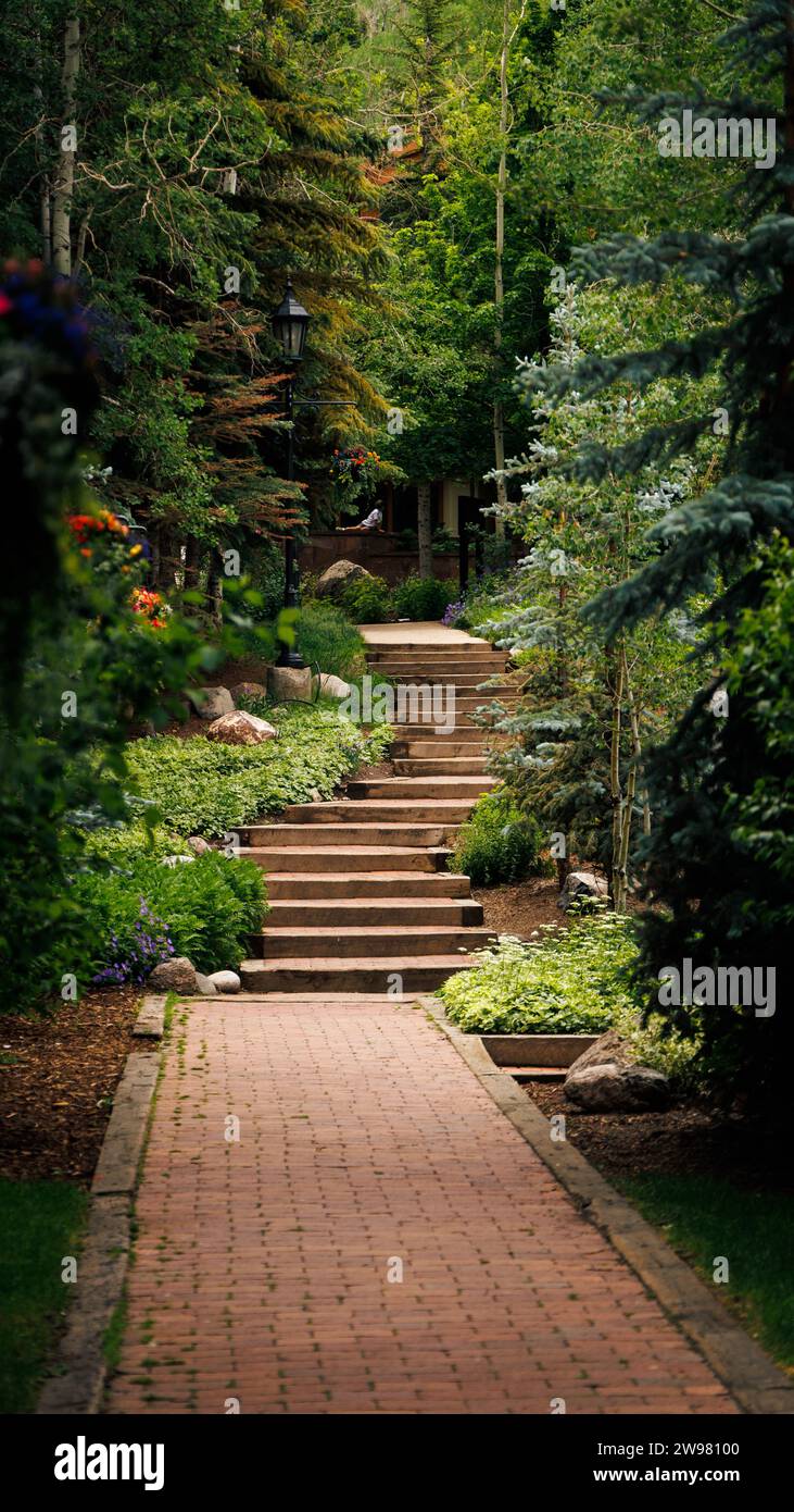 A tranquil pathway meandering through a lush forest of evergreens Stock ...