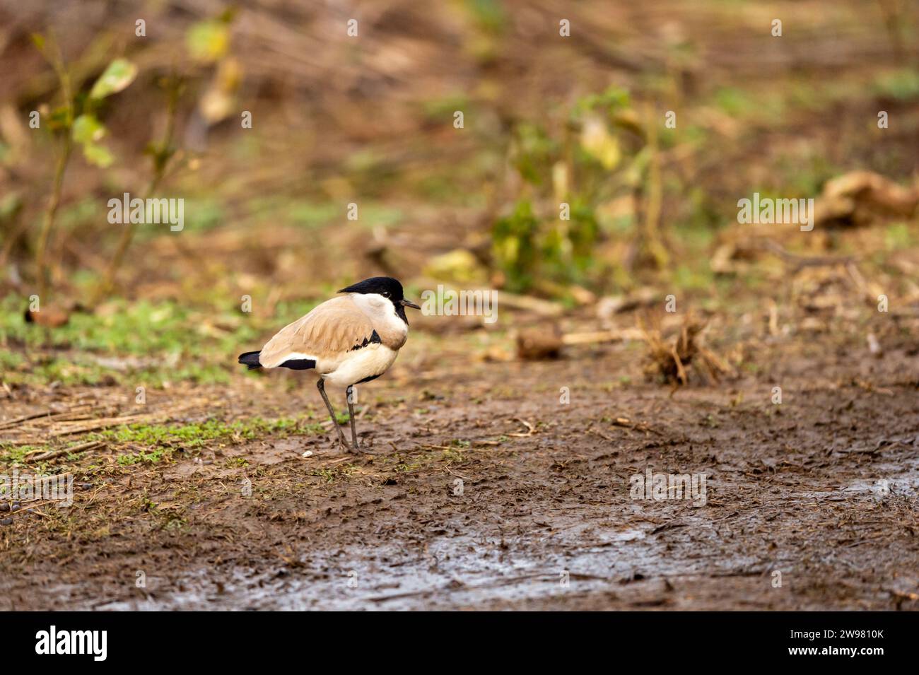 Jim corbett naional park hi-res stock photography and images - Alamy
