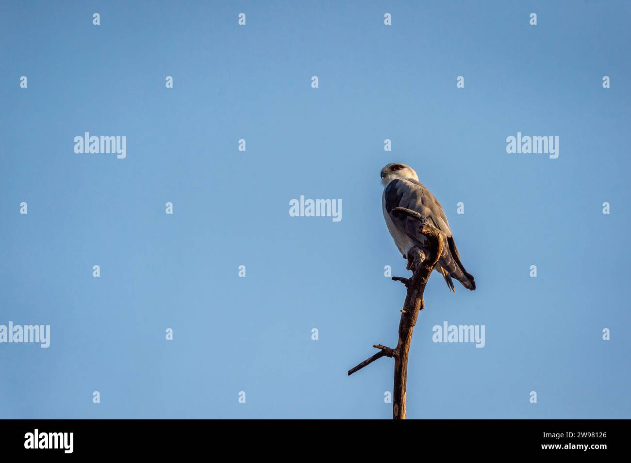 black winged shouldered kite or elanus caeruleus bird closeup small ...