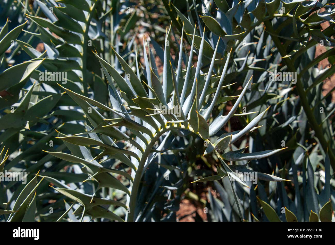 Sydney Australia, frond of encephalartos horridus or eastern cape blue ...