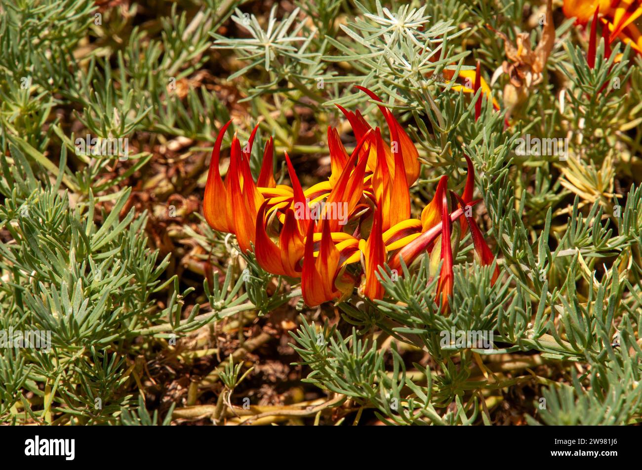 Sydney Australia, bright flowers of a lotus berthelotii groundcover ...