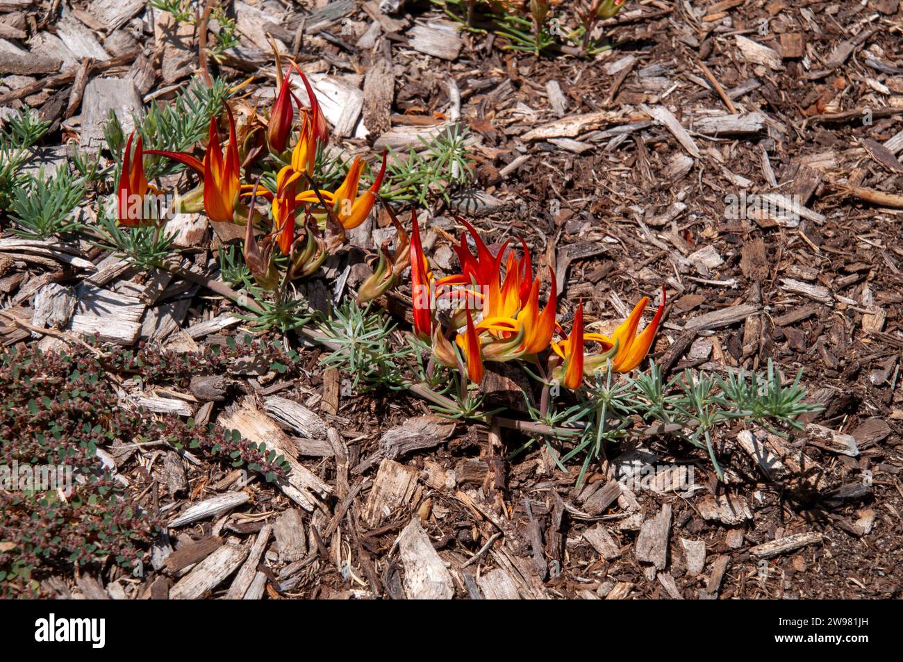Coral gem flower hi-res stock photography and images - Alamy