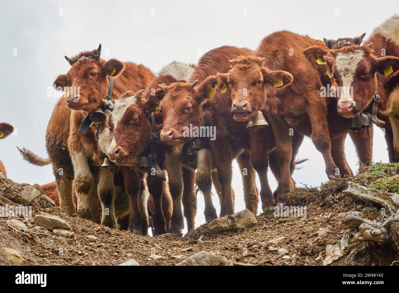 Group of cows hi-res stock photography and images - Alamy