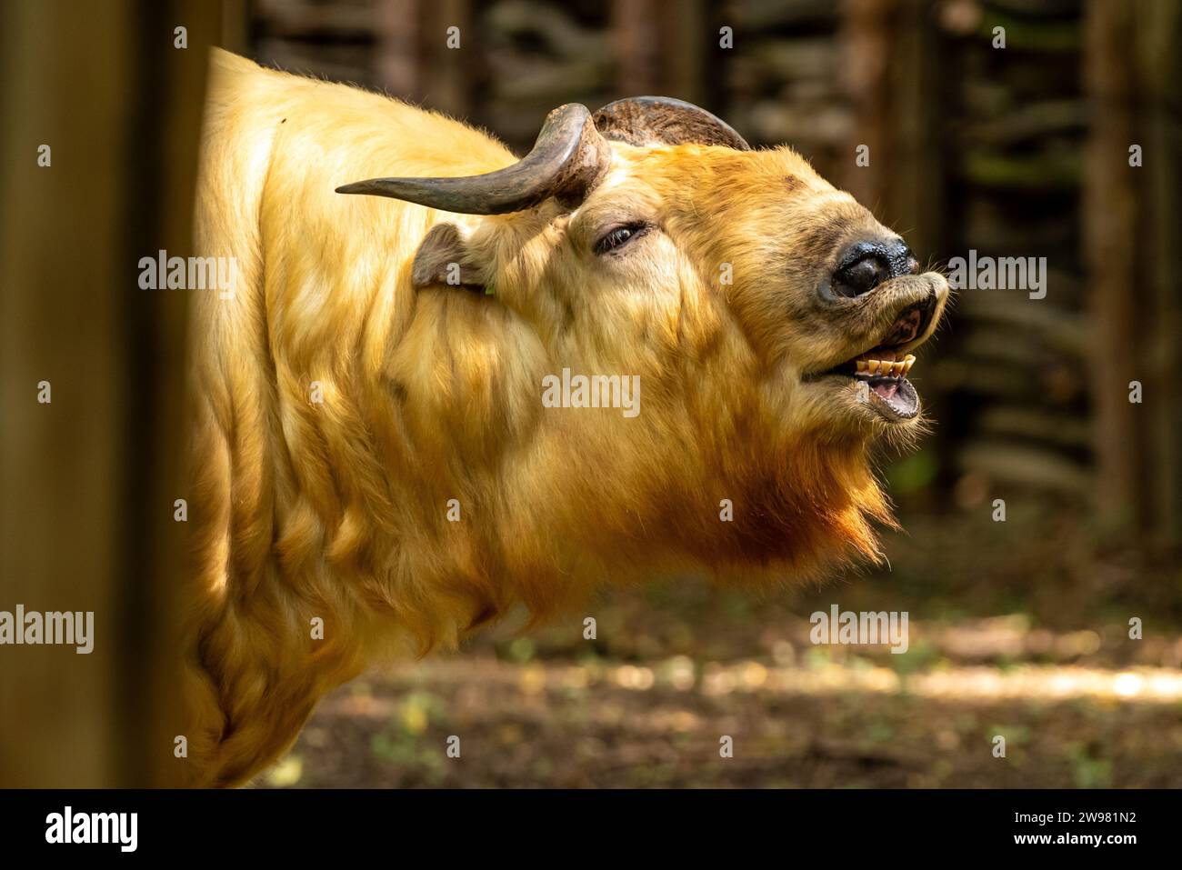 A majestic Takin (Budorcas taxicolor) in a rural setting, its mouth ...