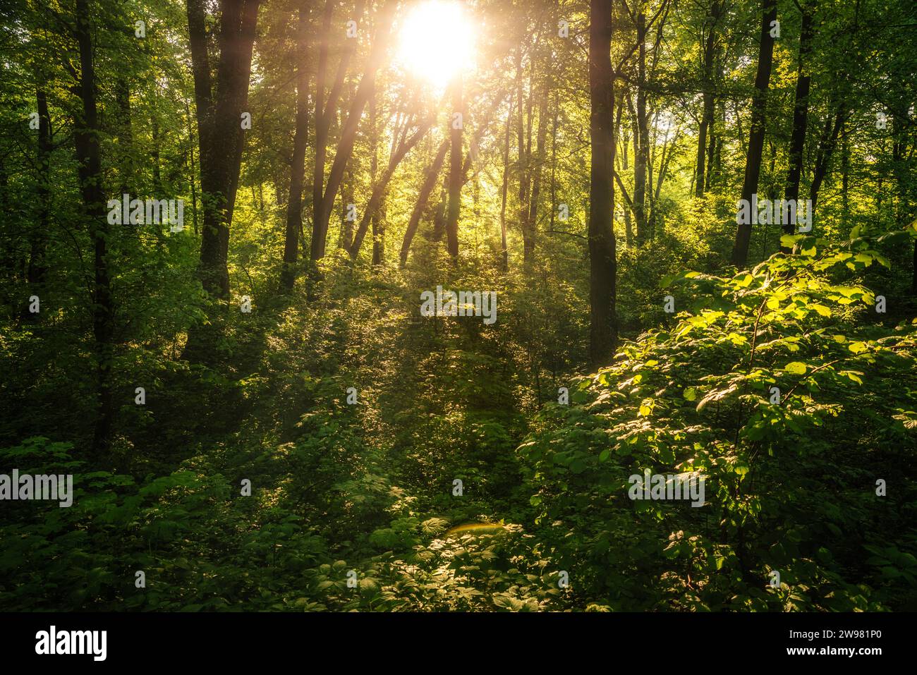 A sun-drenched clearing in a lush forest, with a carpet of greenery ...