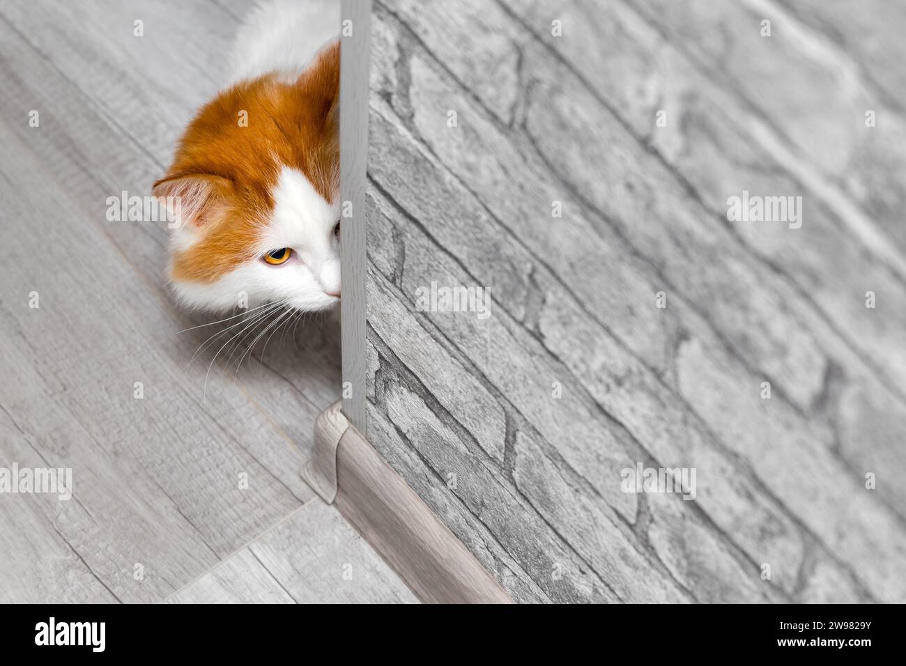 beautiful fluffy cat peeks out from around the corner Stock Photo - Alamy