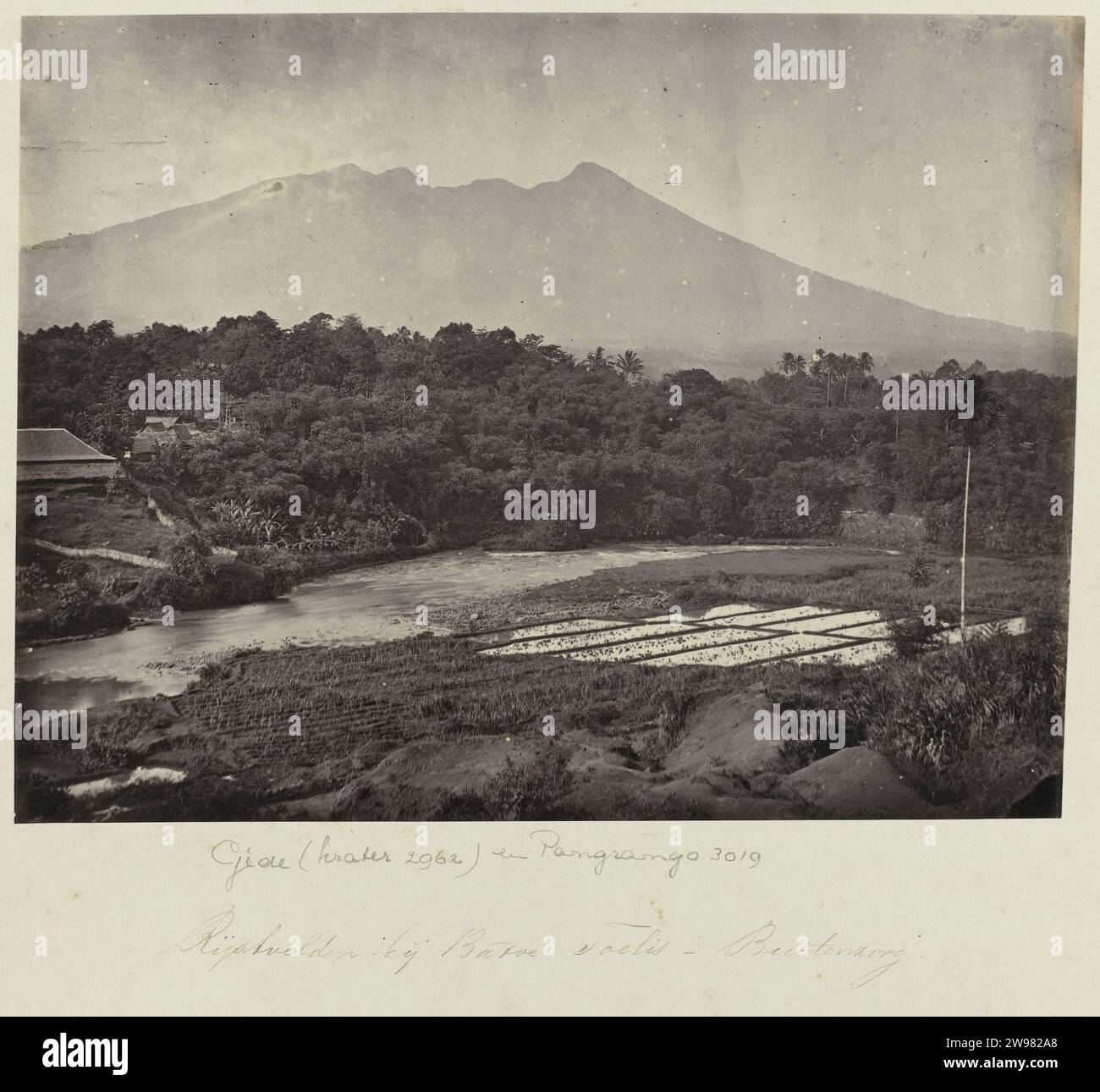 Rice fields at Batoe Advis - Buitenzorg, Woodbury & Page, 1863 - 1869 ...