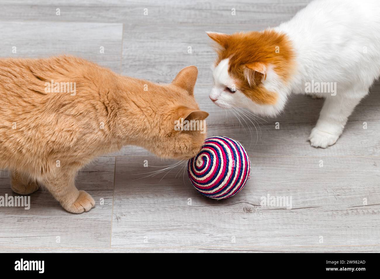 domestic cats playing with a knitted ball Stock Photo - Alamy