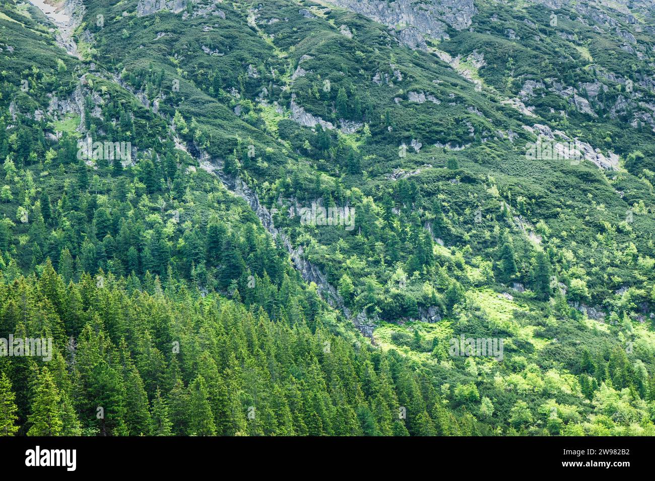 Frog Couloir on Frog Ridge wooded slope above east shore of Sea Eye ...