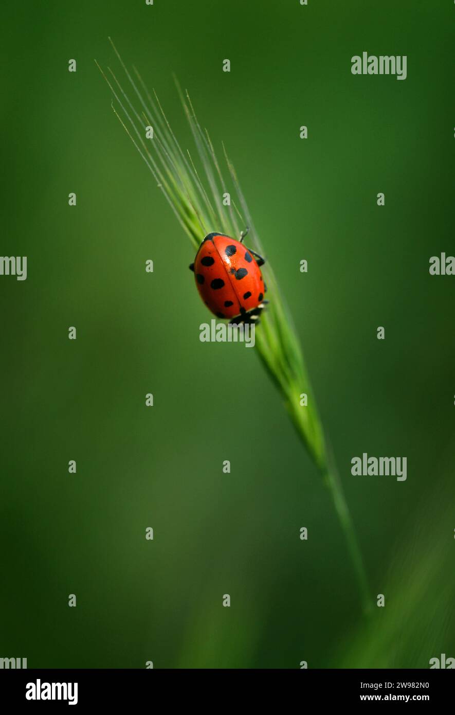 A ladybug on a stem of wild grass, Newcastle, California Stock Photo ...