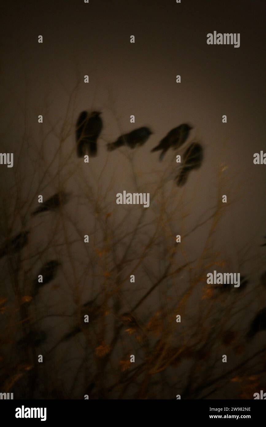A murder of crows in a tree, Sacramento, California. (Soft Focus Stock ...