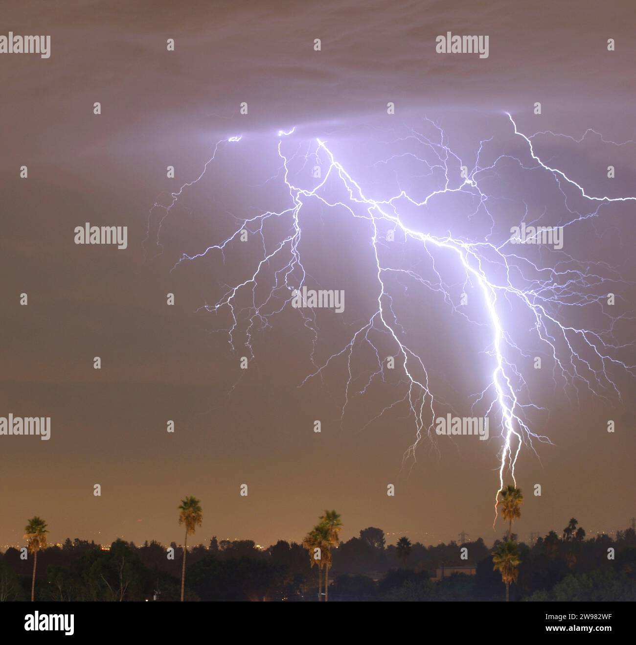A lightning bolt hits behind a palm tree in Los Angeles Stock Photo - Alamy