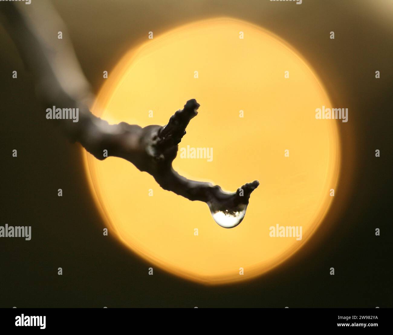 A drop of dew descends a branch as the sun rises behind Stock Photo - Alamy
