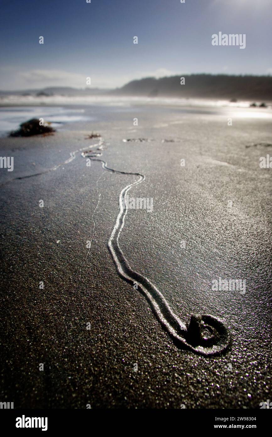 A tiny snail leaves a long trail on a beach in Oregon Stock Photo - Alamy